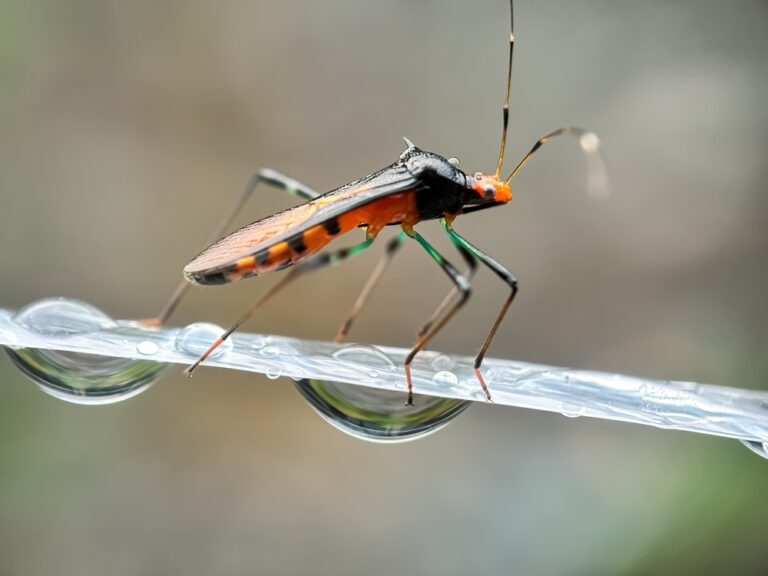 10 Predators That Use Their Cuteness To Lure Unsuspecting Prey ...