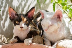 12 Alien-Looking Cats You’ll Be Surprised Exist – earthanimals.net