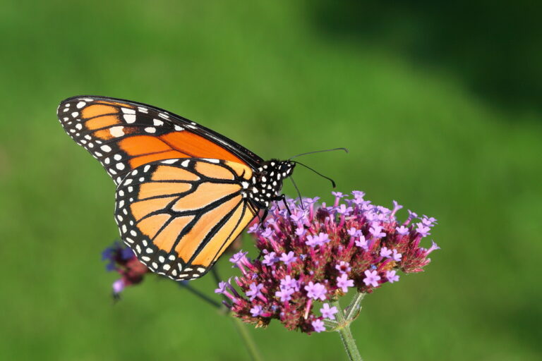 These Animals Leave Their Vulnerable Babies To Fend For Themselves At ...
