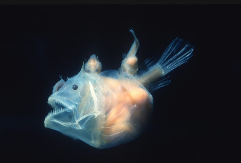 12 Alien-Like Fish Species You Won’t Believe Exist In Our Ocean ...