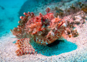 15 Ways Wild Animals Use Deception to Hunt Their Prey – earthanimals.net