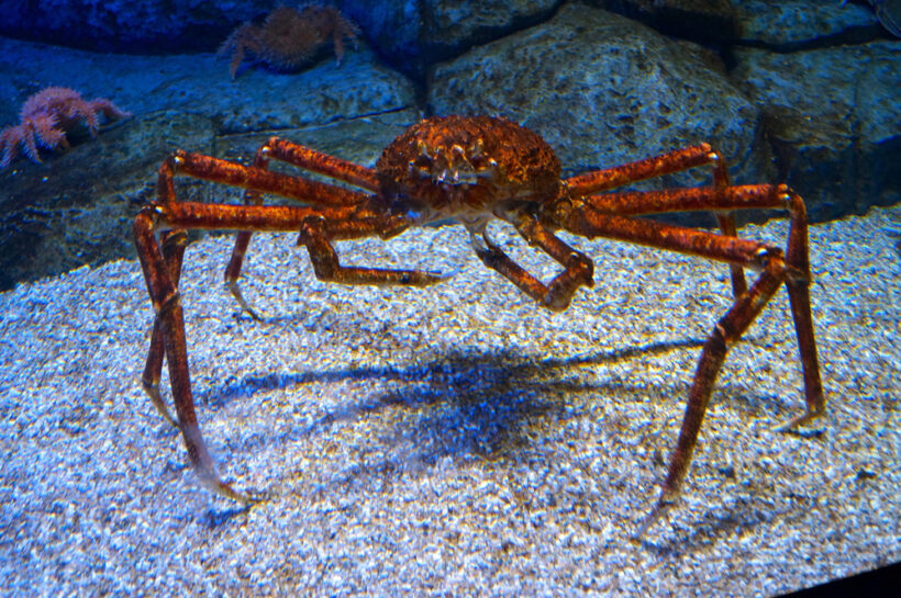 13 Rare Mythical-Sounding Creatures That Actually Exist in the Wild ...