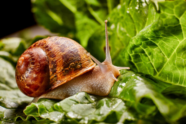 13 Harmless-Looking Insects That Could End Your Life – earthanimals.net