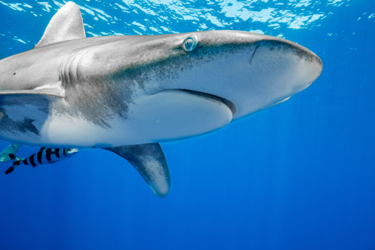 15 of the Worst Shark Attacks in Human History – earthanimals.net