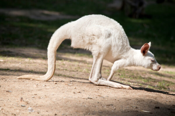 Rare Two-Headed Animals and Other Mind-Boggling Freaks of Nature ...
