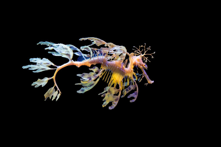 13 Rare Mythical-Sounding Creatures That Actually Exist in the Wild ...