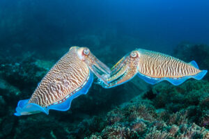 12 Alien-Like Fish Species You Won’t Believe Exist In Our Ocean ...