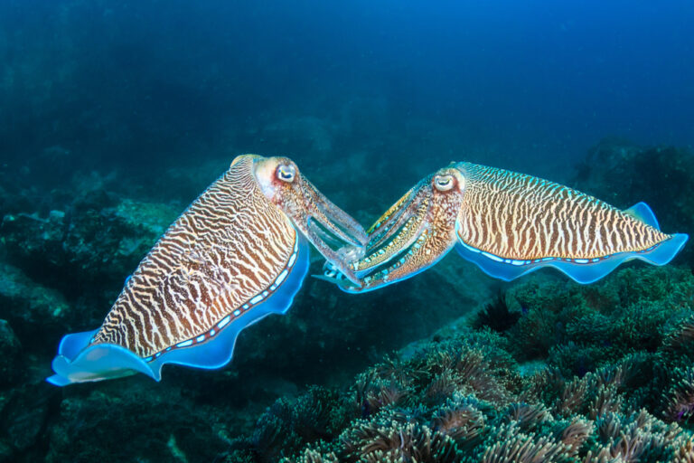 14 Ocean Predators That Are Masters of Ambush – earthanimals.net