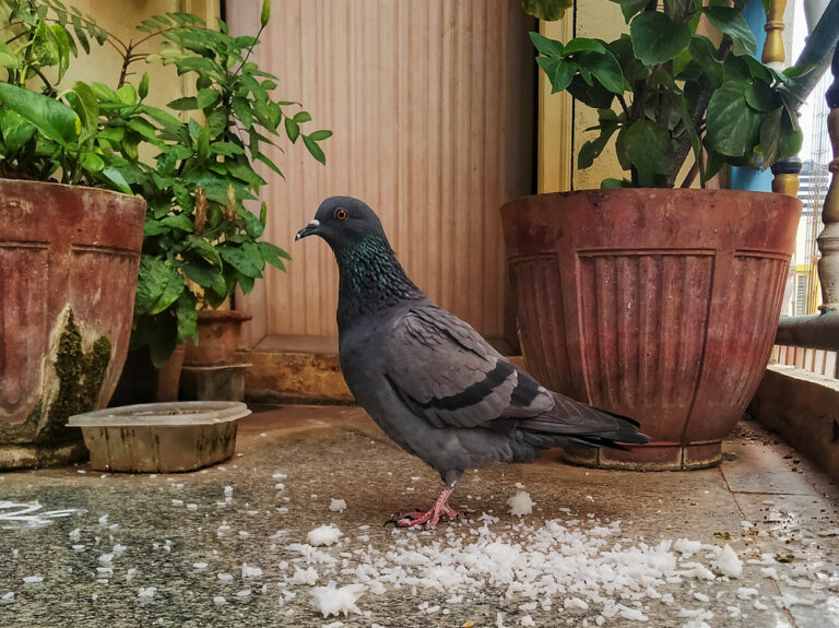 15 Animal Species That Are Evolving Faster Than Humans – earthanimals.net