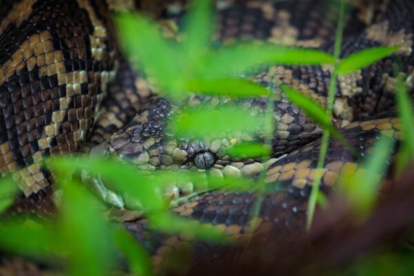 14 Traits Of Snakes That Are Fascinating And Fear-Inducing ...