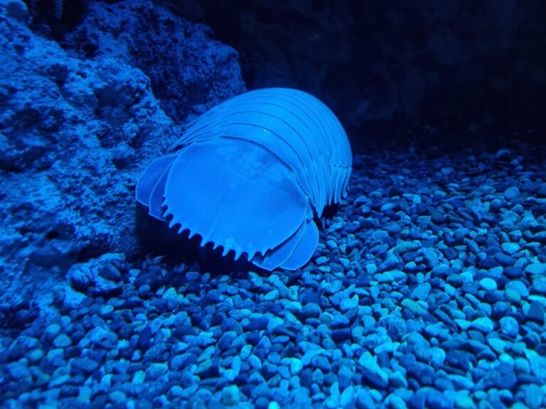 14 Rare Sea Creatures You Had No Idea Existed – earthanimals.net