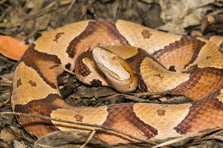10 Venomous Snakes That Are Surprisingly Beautiful – earthanimals.net
