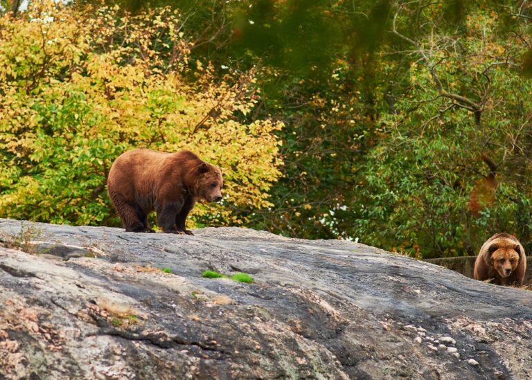 12 Dangerous Bears Around the World You Should Never Ever Approach ...