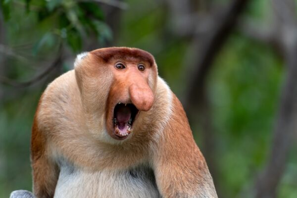 10 Weird-Looking Monkeys That Are As Dangerous As They Are Mischievous ...
