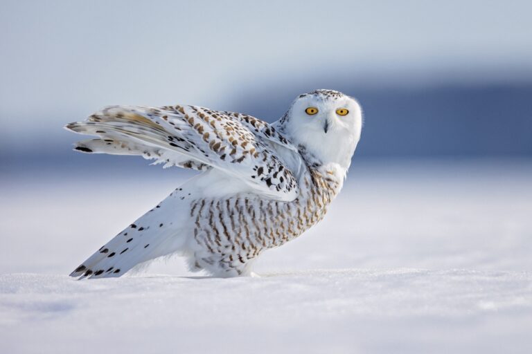 10 Predators That Use Their Cuteness To Lure Unsuspecting Prey ...