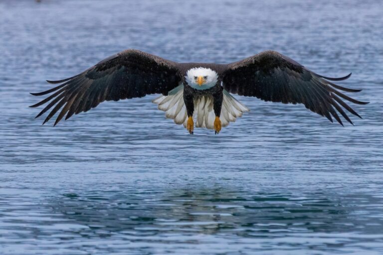 15 of the Animal Kingdoms Most Ruthless Killers – earthanimals.net