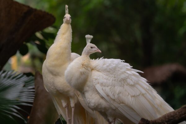 Rare Two-Headed Animals and Other Mind-Boggling Freaks of Nature ...