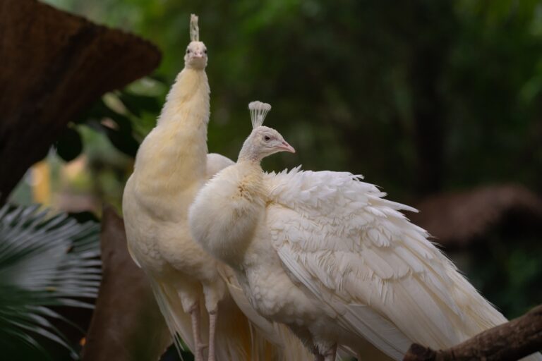 Rare Two-Headed Animals and Other Mind-Boggling Freaks of Nature ...