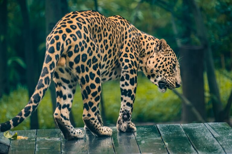 15 Wild Animals That Hunt Humans (Yes, It Happens) – earthanimals.net