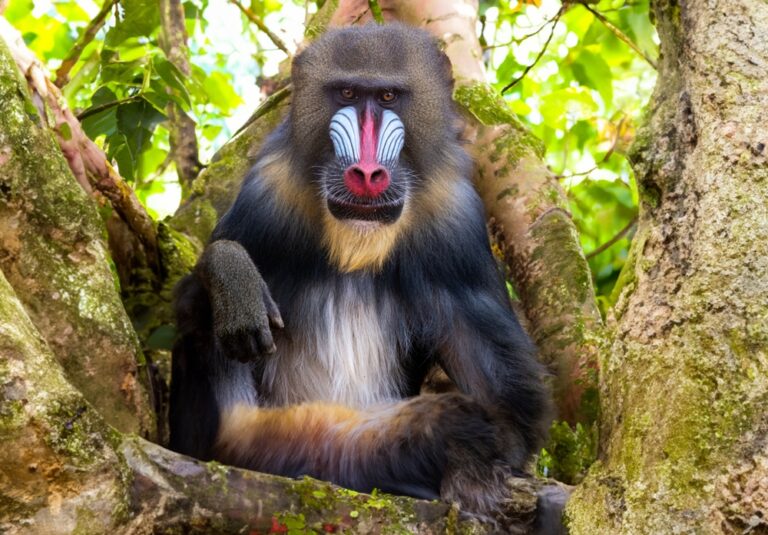 10 Weird-Looking Monkeys That Are As Dangerous As They Are Mischievous ...