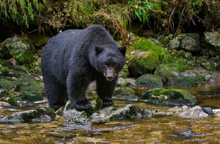 13 Dangerous Bears You Should Never Ever Approach – earthanimals.net