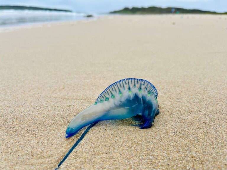 10 of the Most Deadly Jellyfish on the Planet – earthanimals.net