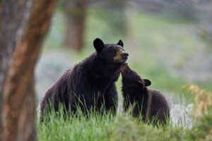 12 Dangerous Bears Around the World You Should Never Ever Approach ...