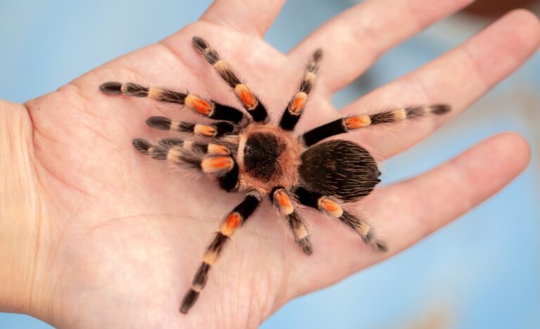 12 Of The Most Terrifying Spider Encounters Ever Documented ...