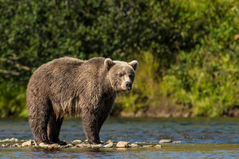 12 Dangerous Bears Around the World You Should Never Ever Approach ...