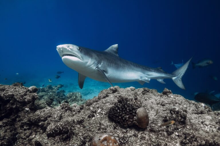 14 Ocean Predators That Are Masters of Ambush – earthanimals.net