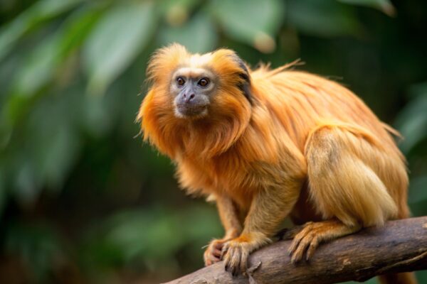 10 Weird-Looking Monkeys That Are As Dangerous As They Are Mischievous ...
