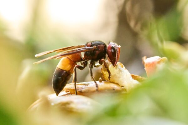 13 Harmless-Looking Insects That Could End Your Life – earthanimals.net