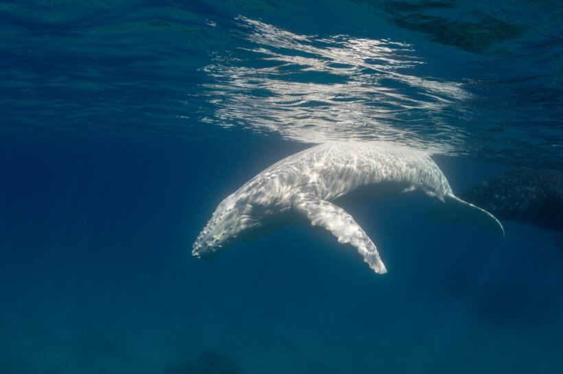 Rare Two-Headed Animals and Other Mind-Boggling Freaks of Nature ...