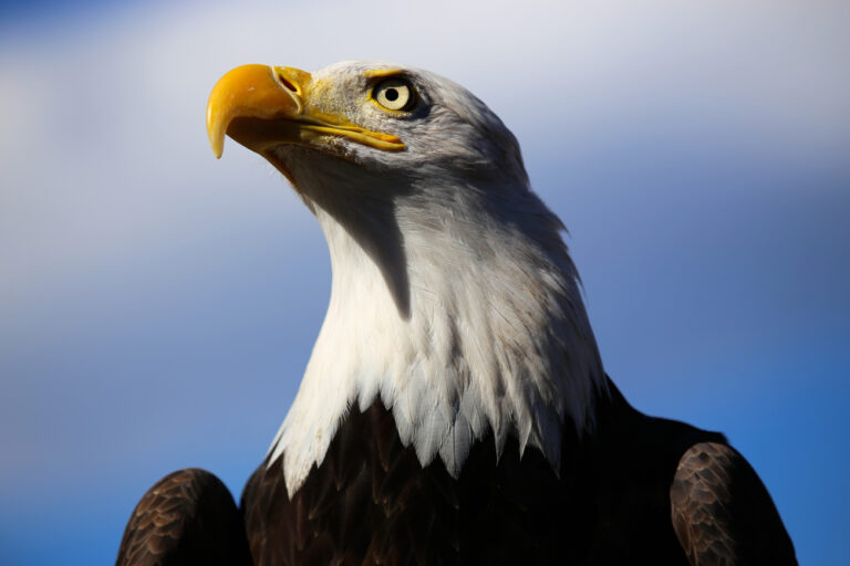 From Bald Eagles to Bison: 13 Animals That Define America’s Wild Side ...