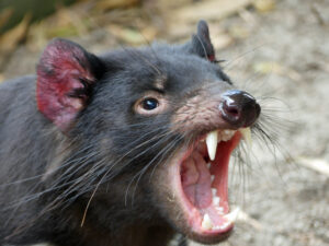 15 of the Animal Kingdoms Most Ruthless Killers – earthanimals.net