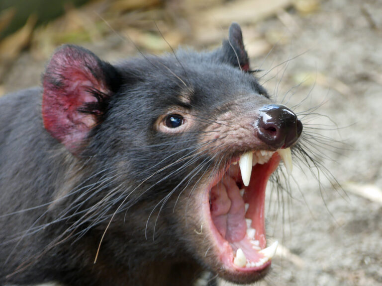 15 Cute-Looking Animals That Are Seriously Aggressive – earthanimals.net