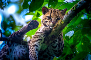 10 Predators That Use Their Cuteness To Lure Unsuspecting Prey ...