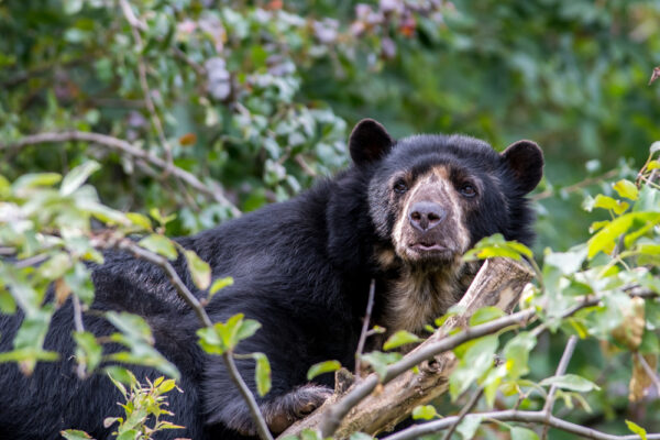 12 Dangerous Bears Around the World You Should Never Ever Approach ...