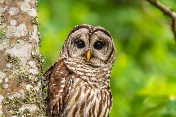 10 Strange Nocturnal Creatures That Stalk The Night – earthanimals.net