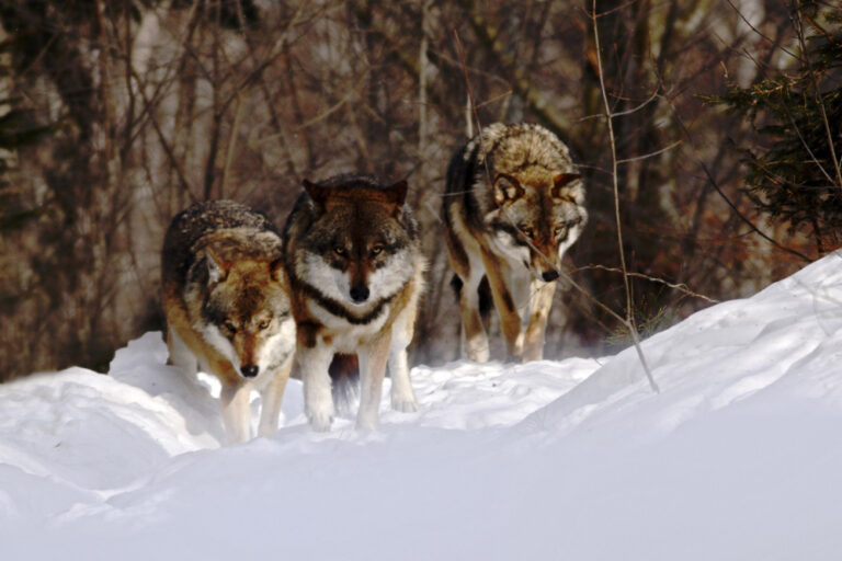 13 Lessons From Wolves About Leadership, Loyalty, And Betrayal ...