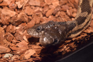 Rare Two-Headed Animals and Other Mind-Boggling Freaks of Nature ...