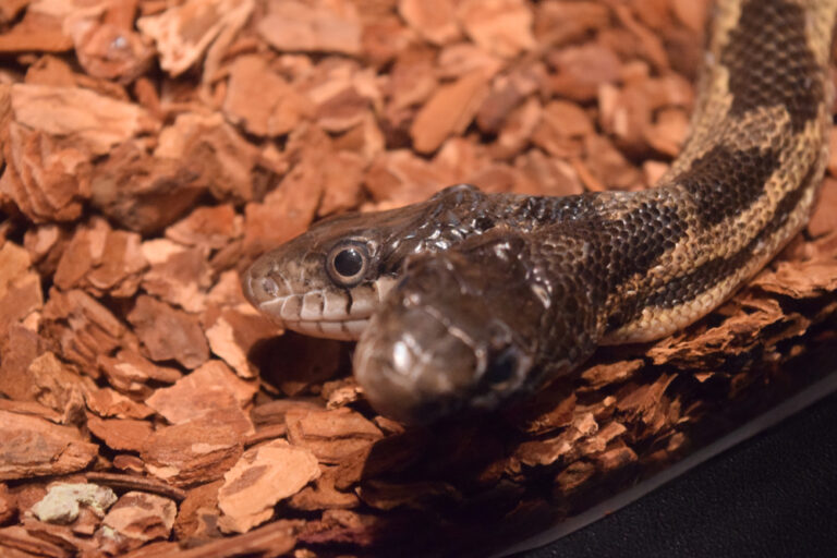 Rare Two-Headed Animals and Other Mind-Boggling Freaks of Nature ...