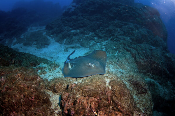 13 Deadly Stingrays Who Can Kill You in Seconds – earthanimals.net