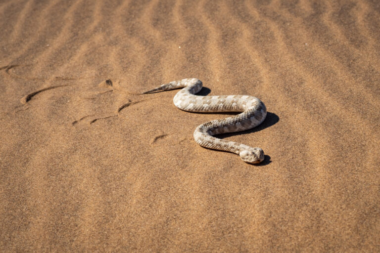 13 Ways Snakes Hunt & Kill Their Prey That Are Seriously Disturbing ...