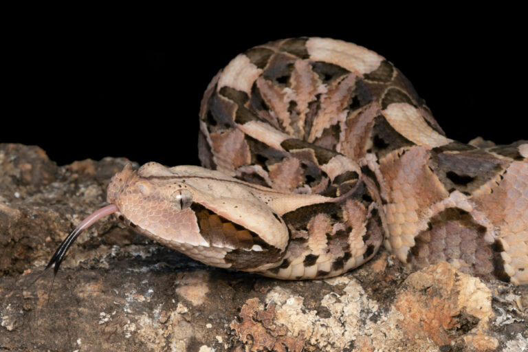 10 Venomous Snakes That Are Surprisingly Beautiful – earthanimals.net