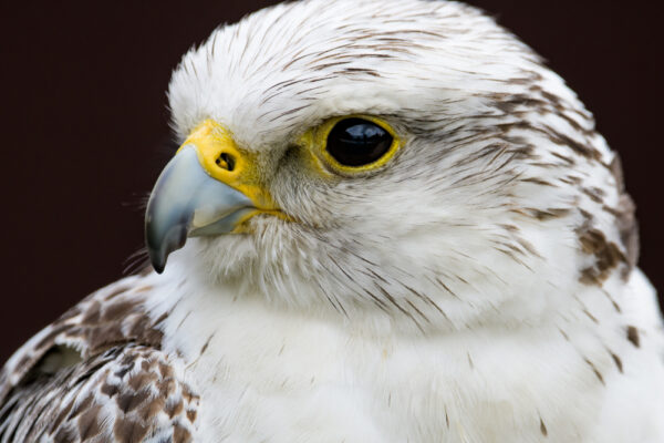 12 Illegal & Horrifying Animal Hunting Practices Still Happening ...