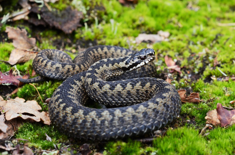 14 Traits Of Snakes That Are Fascinating And Fear-Inducing ...