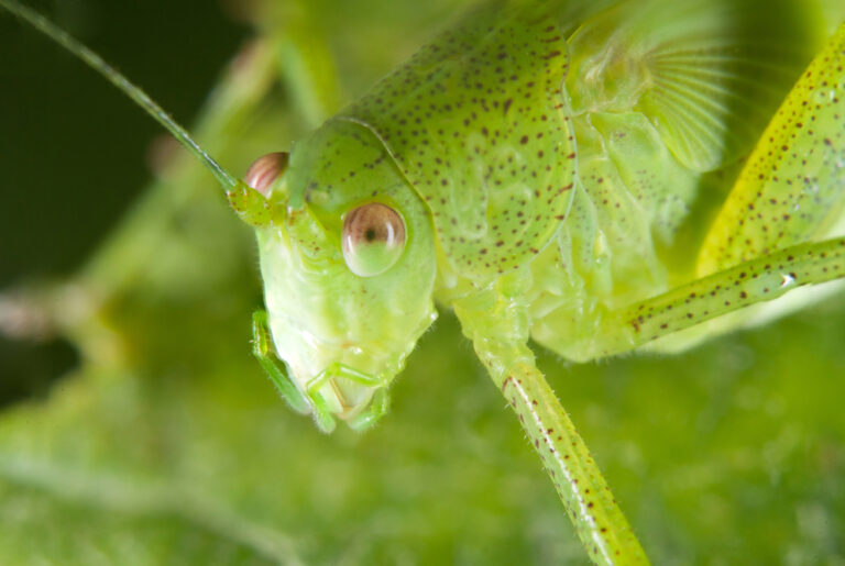 14 Cannibalistic Animals That Gruesomely Devour Their Own Kind ...