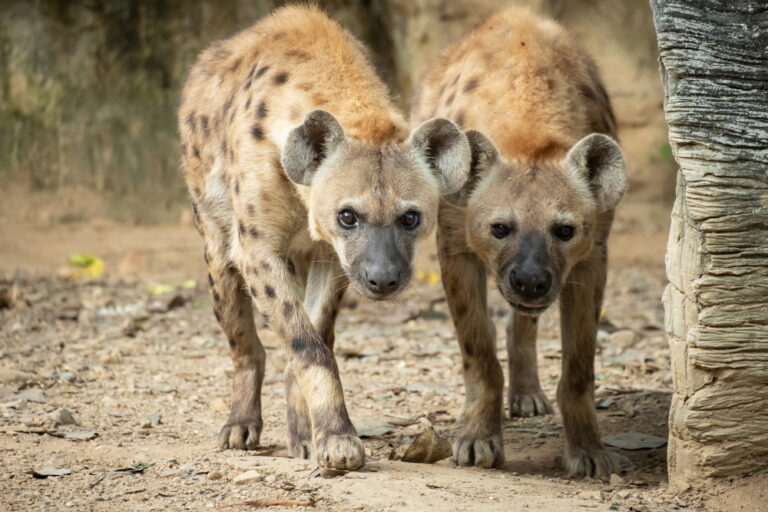 14 Wild Animals That Still Hunt Humans As Prey – earthanimals.net