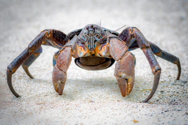 14 Ocean Predators That Are Masters of Ambush – earthanimals.net